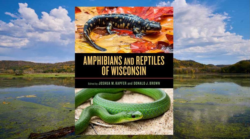 Reptile read: UWL alum authors book detailing state’s turtles, frogs ...